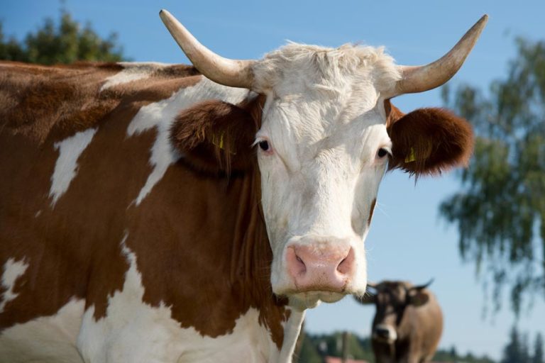 Biohof Jocher in Schongau - Bio-Milch, Kuh-Patenschaft und mehr